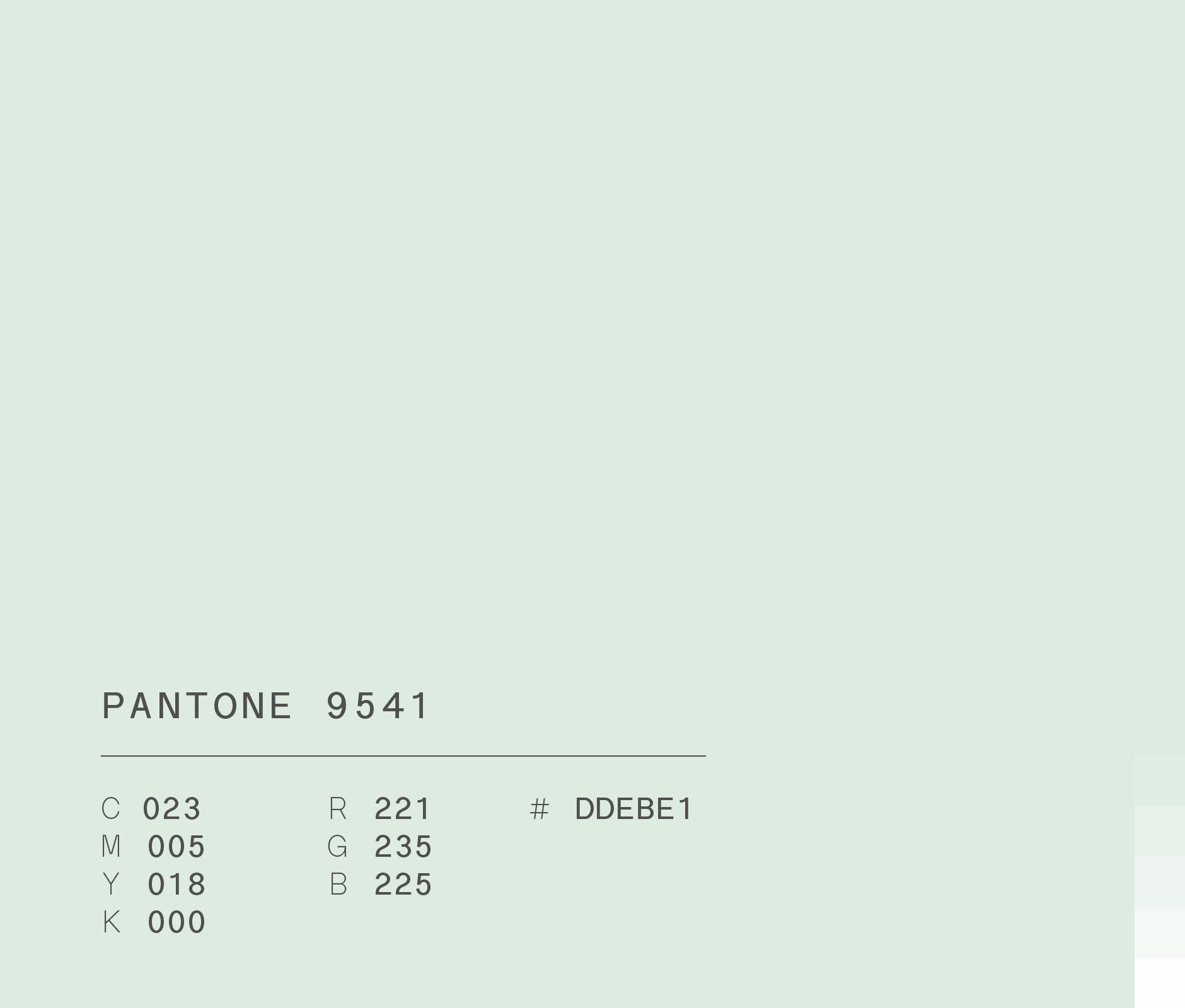 Hindie Tea | Rebranding Diseño y Packaging | Brands&People